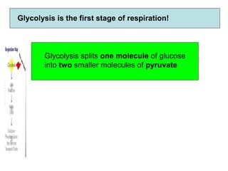 Glycolysis | PPT