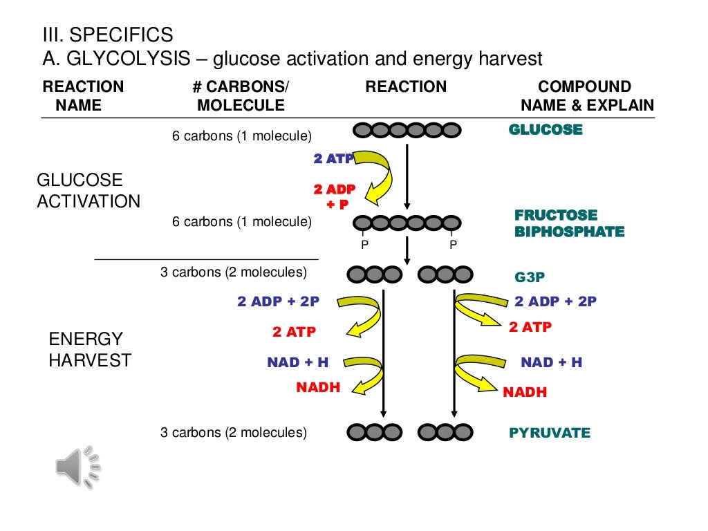 Glycolysis