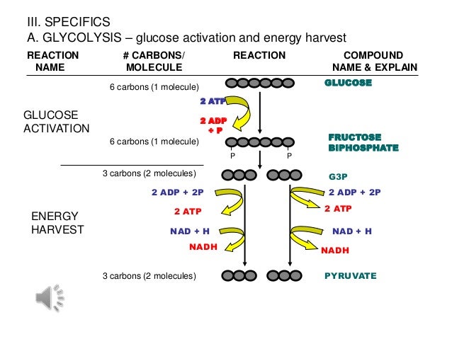Glycolysis Reactions