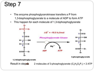 Glycolysis | PPTX