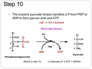 Glycolysis | PPTX
