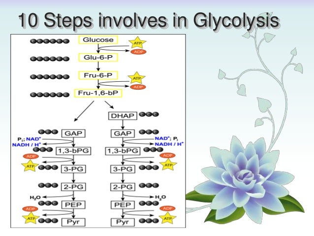 Glycolysis (10 Steps) By: Asar Khan