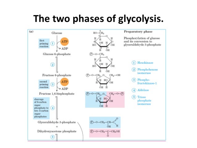 Glycolysis