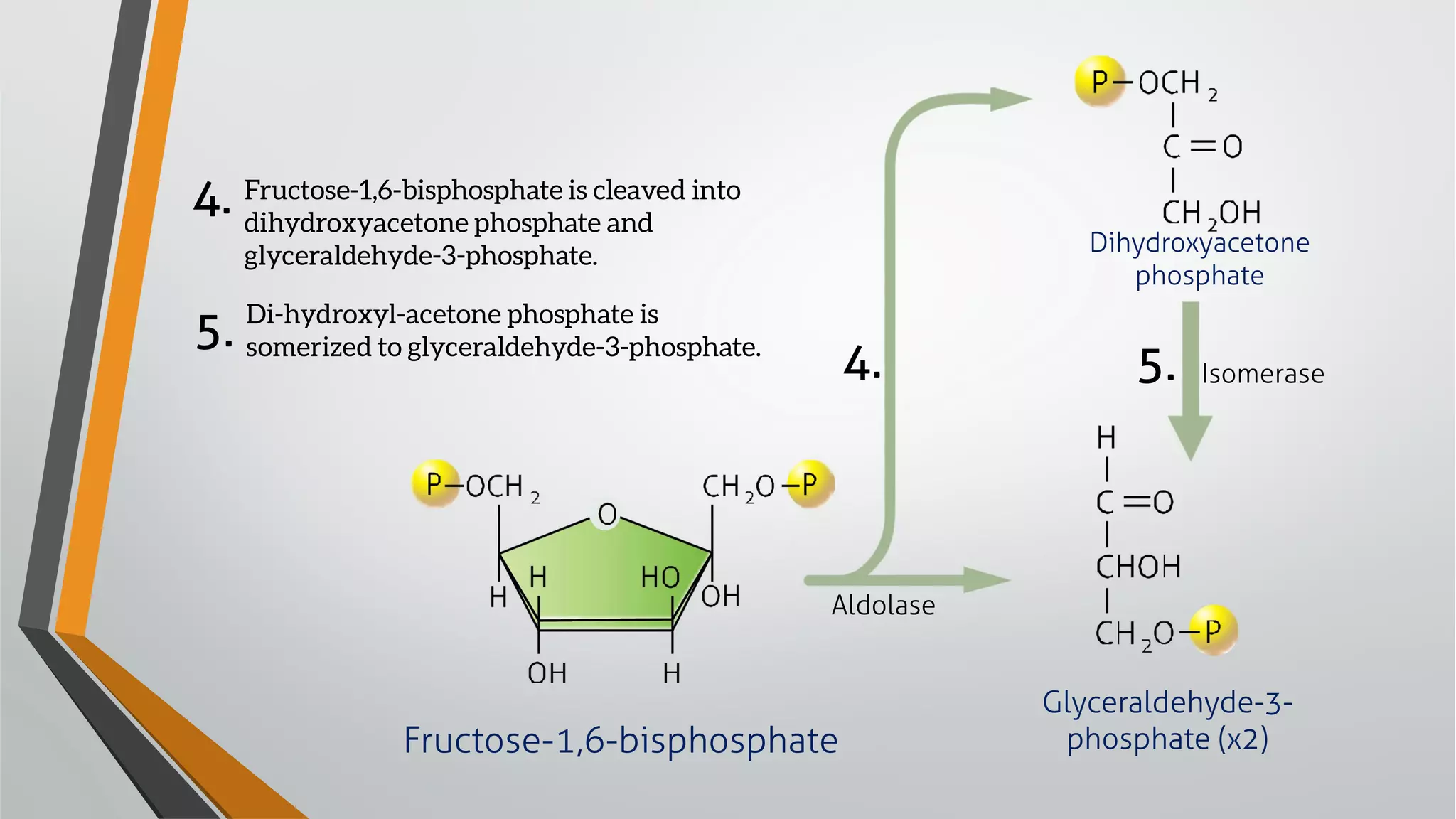 Steps of Glycolysis in a brief | PPT
