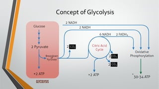 Steps of Glycolysis in a brief | PPT
