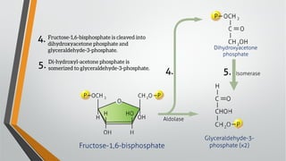 Steps of Glycolysis in a brief | PDF
