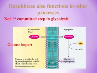 Glycolysis | PPT