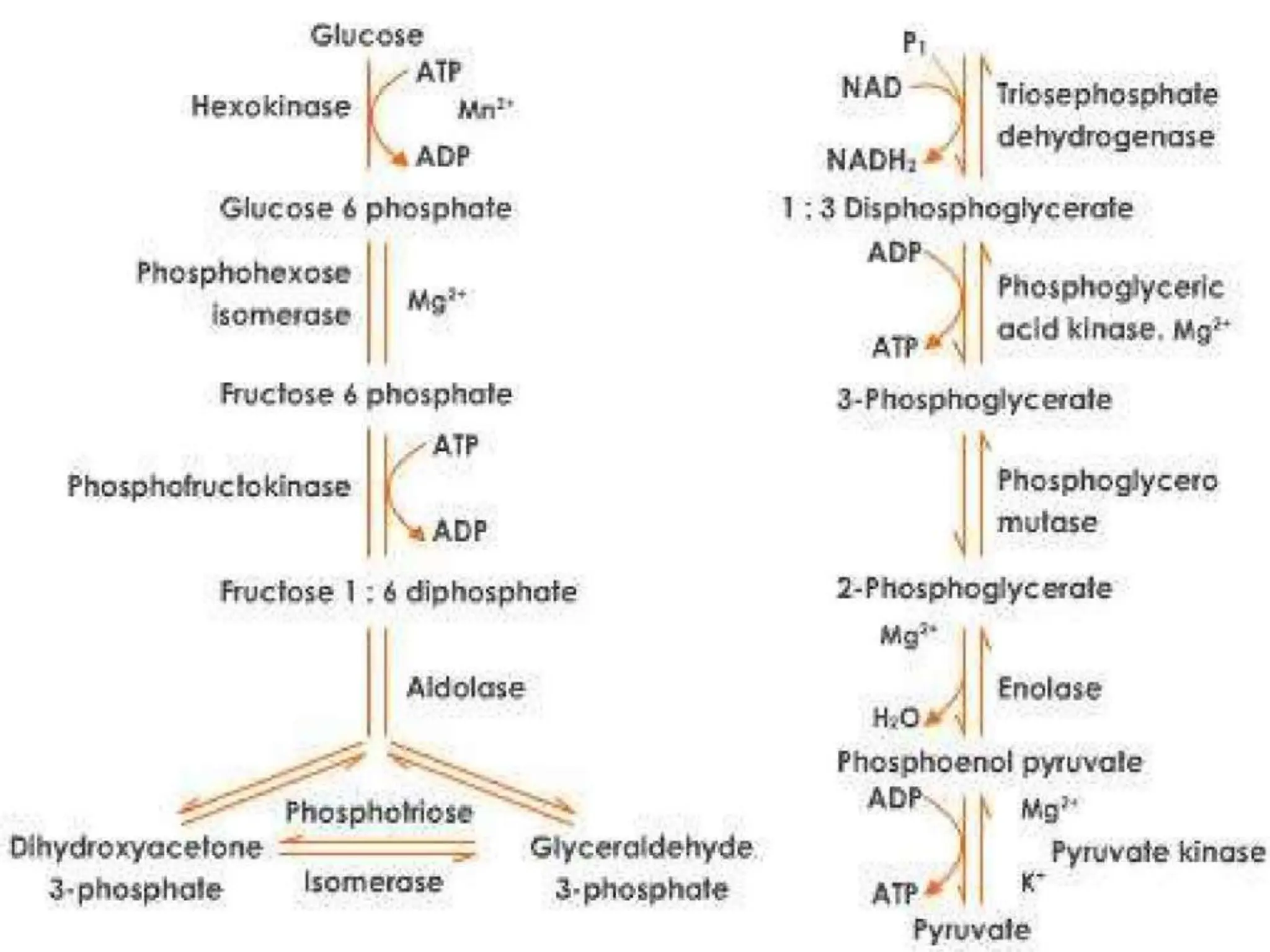 glycolysis and its phase and pathway regulations | PPTX | Endocrine and ...