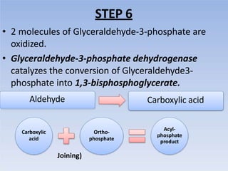 glycolysis and its phase and pathway regulations | PPTX | Endocrine and ...