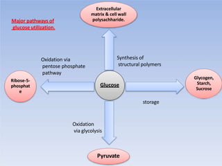 glycolysis and its phase and pathway regulations | PPTX | Endocrine and ...