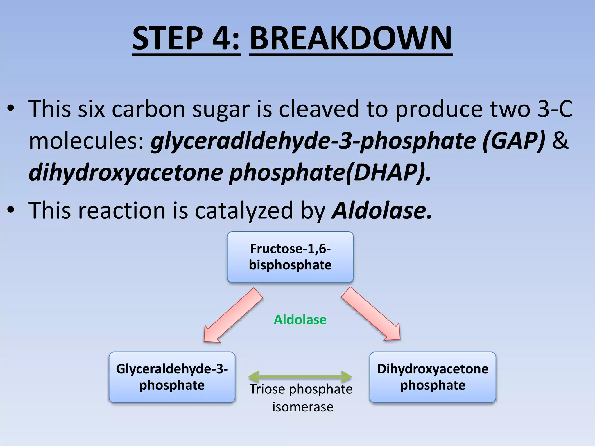 Glycolysis | PPTX