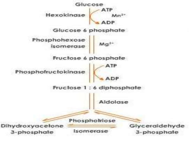 Glycolysis | PPTX | Endocrine and Metabolic Diseases | Diseases and Conditions