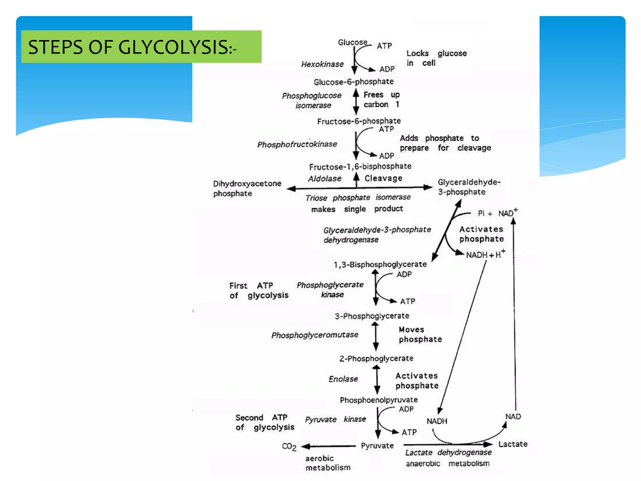 Glycolysis Cycle | PPTX