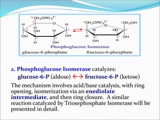 Glycolysis | PPT