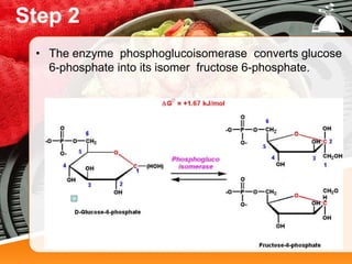Glycolysis