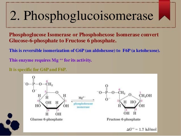 Glycolysis