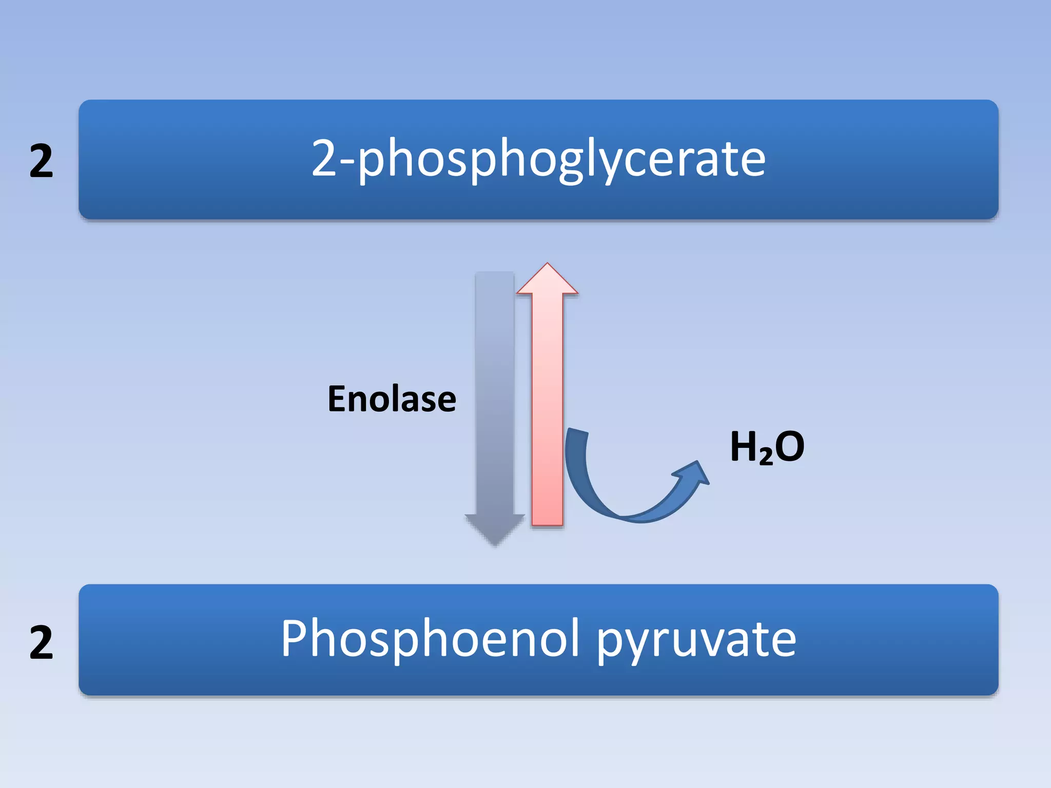 Glycolysis | PPTX