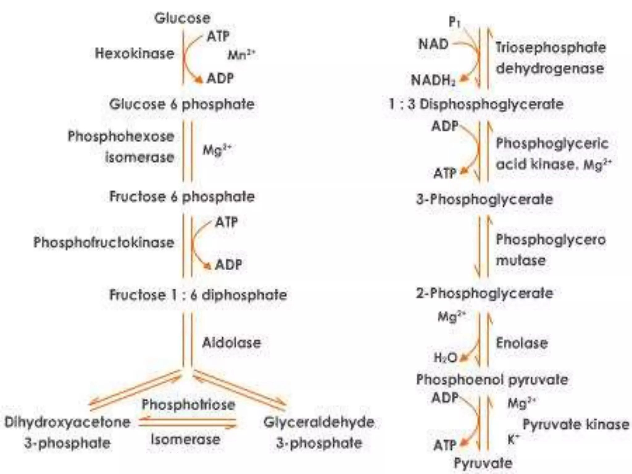 Glycolysis | PPTX