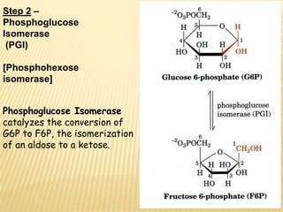 Glycolysis | PPTX | Chemistry | Science