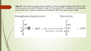 Glycolysis | PPT