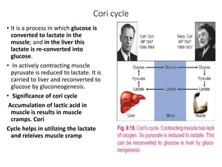 Glycolysis.pptx