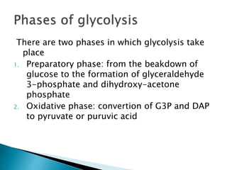 Glycolysis | PPT
