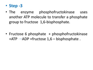 Glycolysis | PPTX