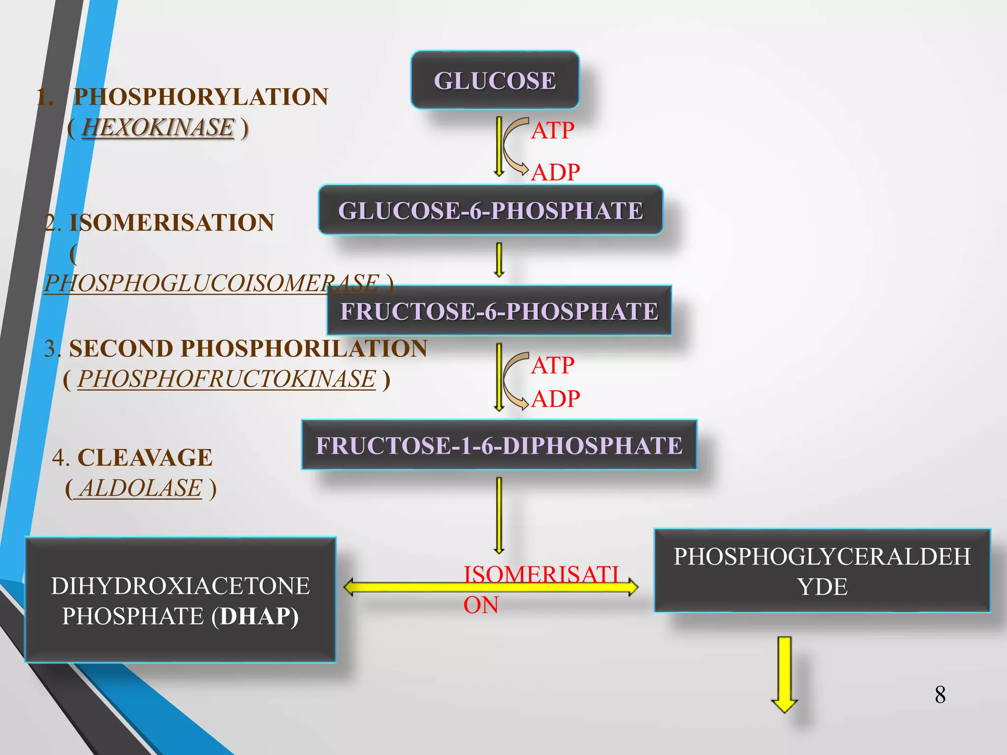 Glycolysis | PPTX