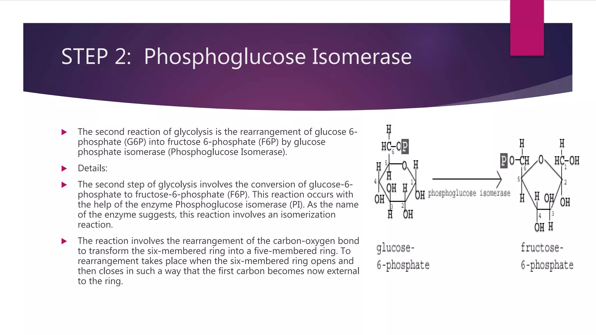 Glycolysis | PPTX
