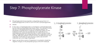 Glycolysis | PPTX