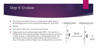 Glycolysis | PPTX