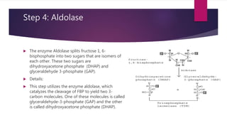 Glycolysis | PPTX