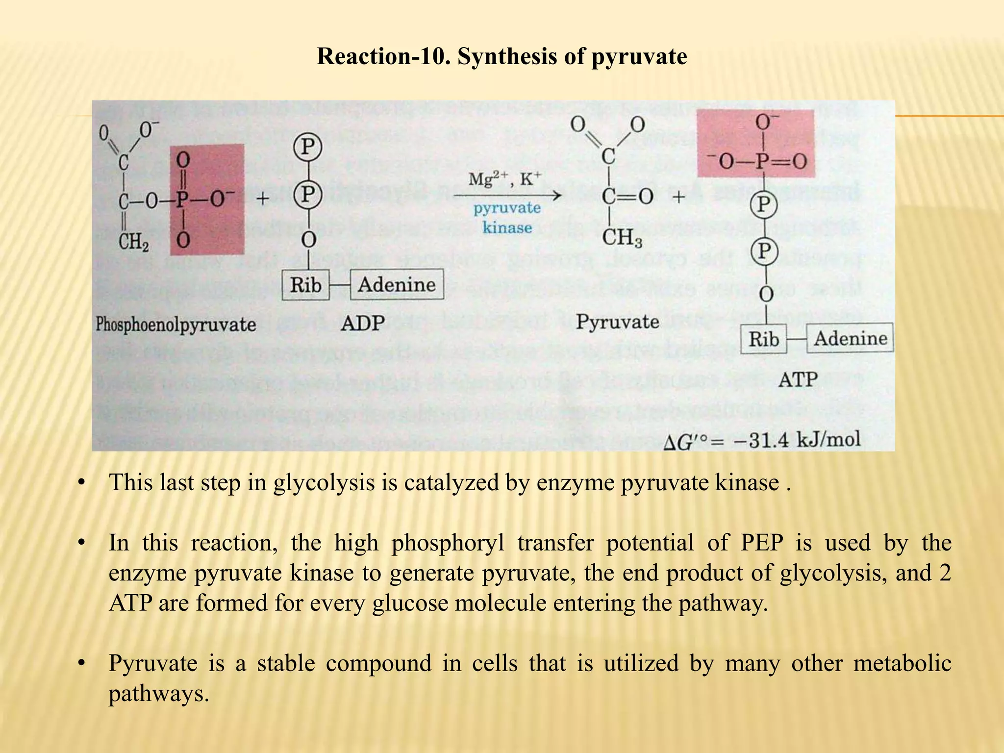 Glycolysis | PPTX