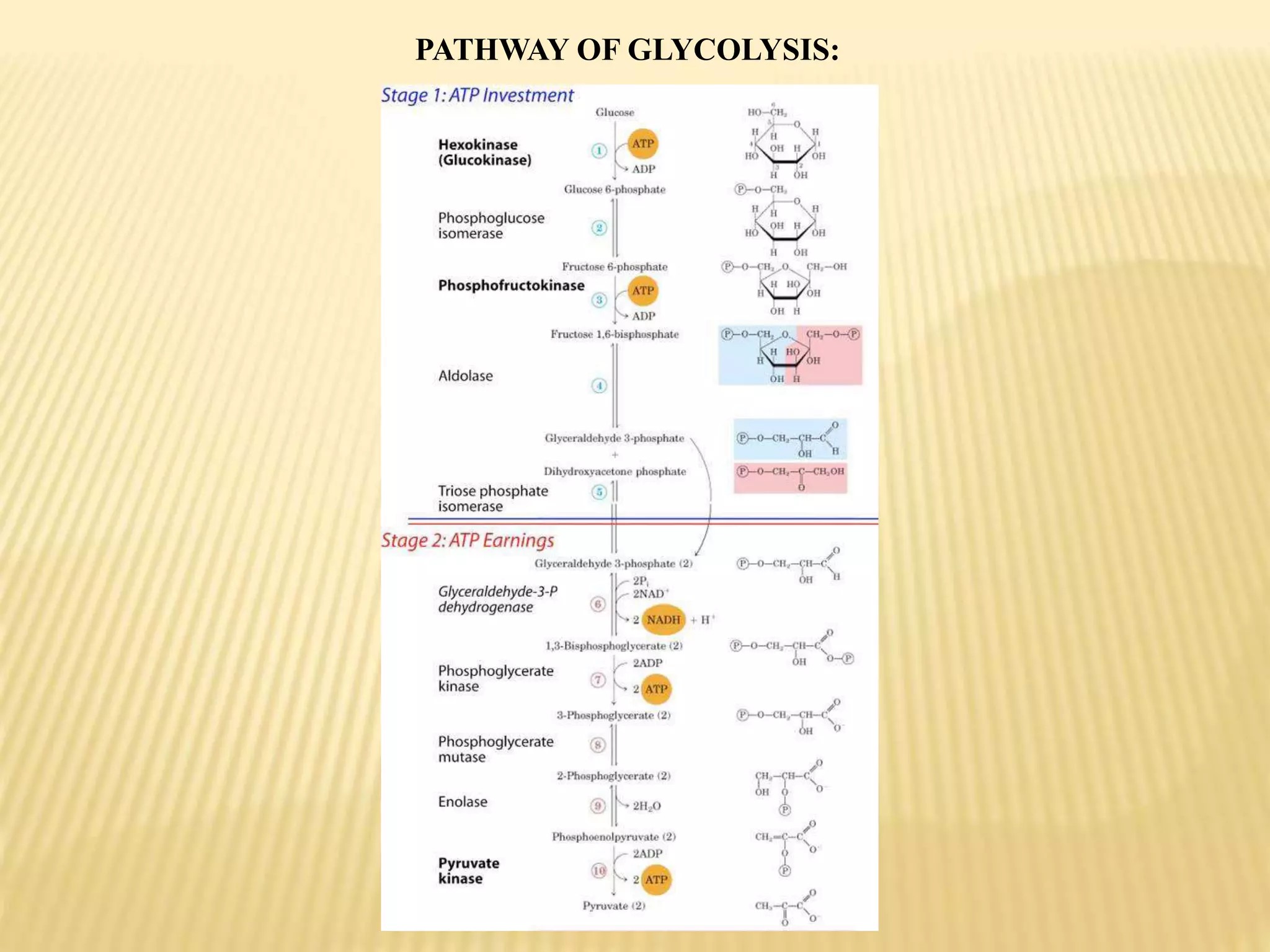 Glycolysis | PPTX