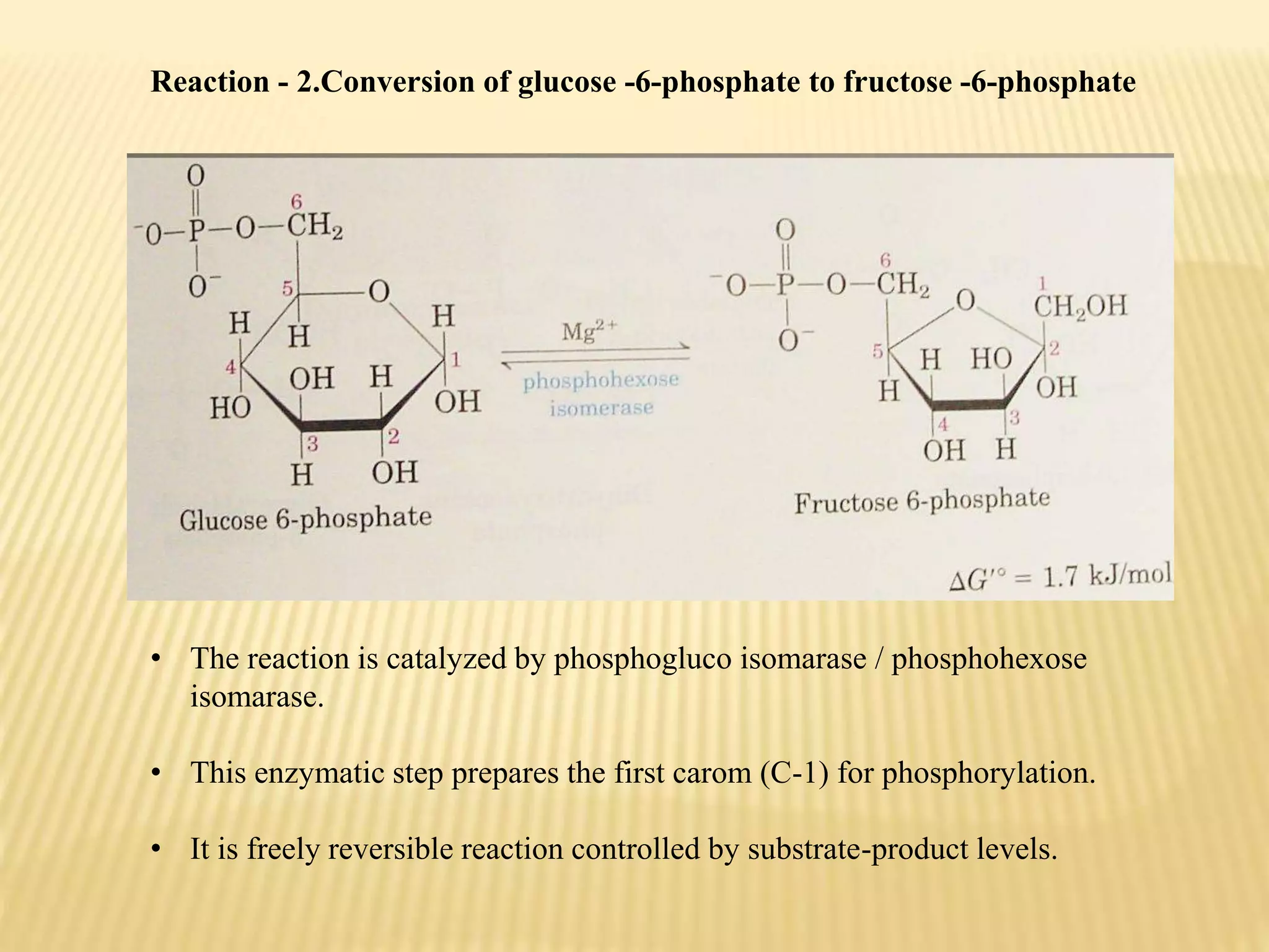 Glycolysis | PPTX