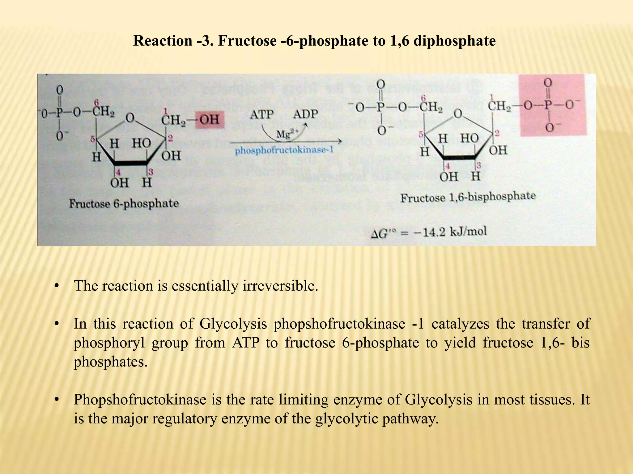 Glycolysis | PPTX