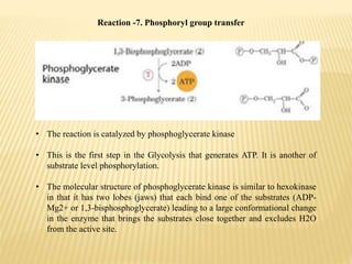 Glycolysis | PPTX