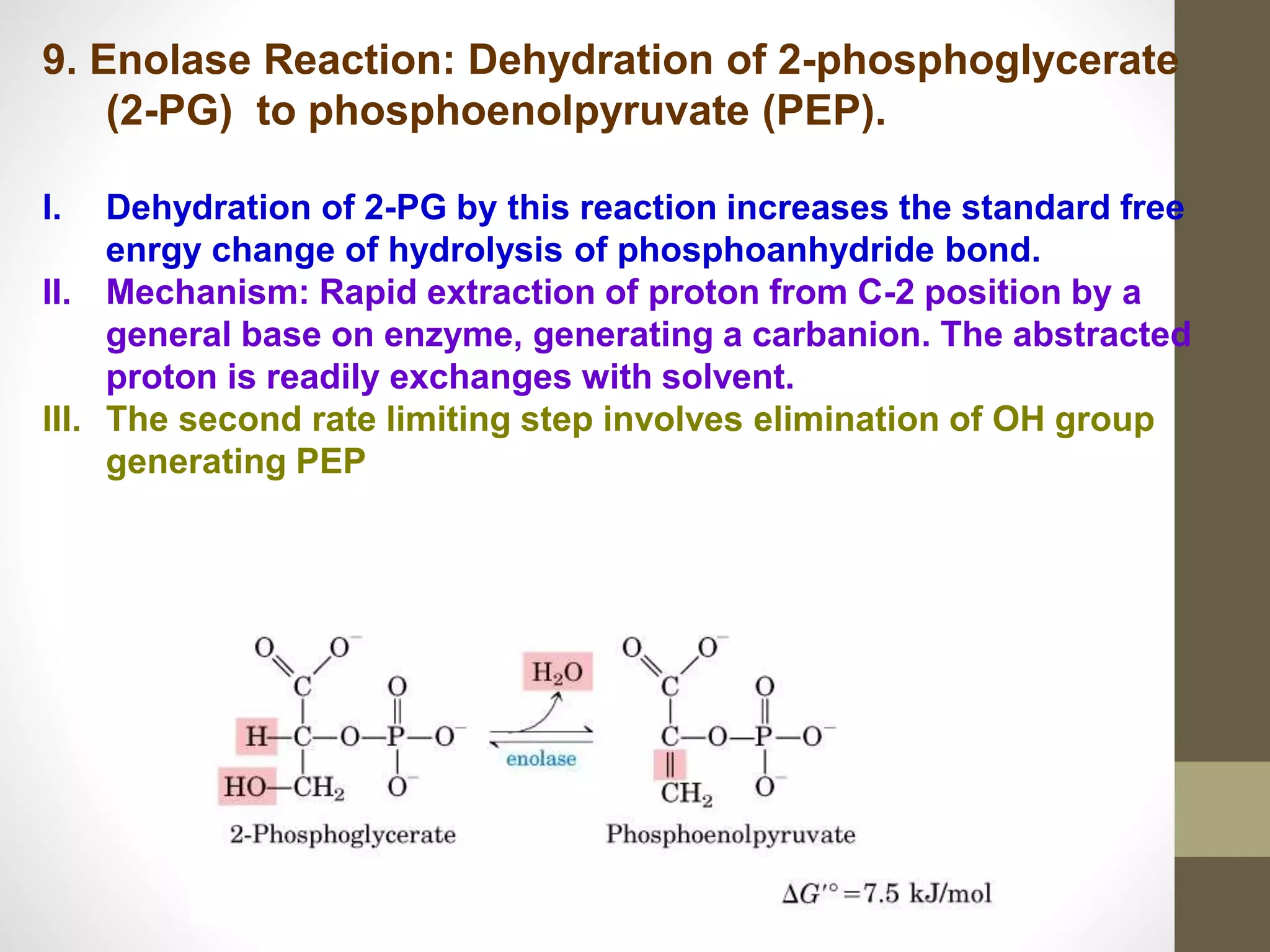 Glycolysis | PPT