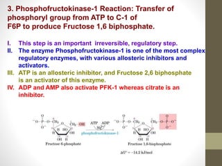 Glycolysis | PPT