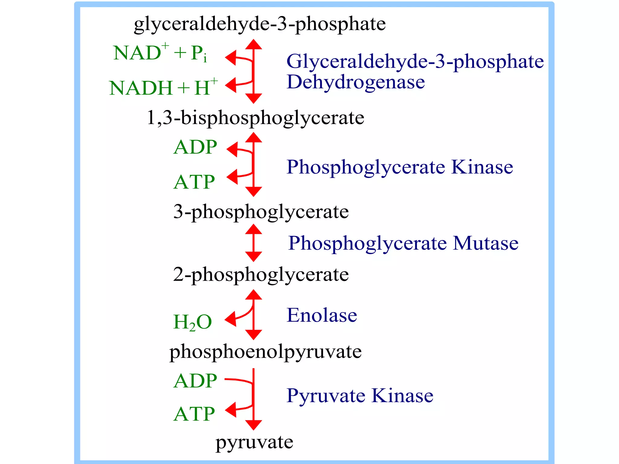 Glycolysis | PPTX