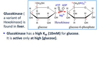 Glycolysis | PPTX