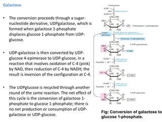 Glycolysis | PPTX