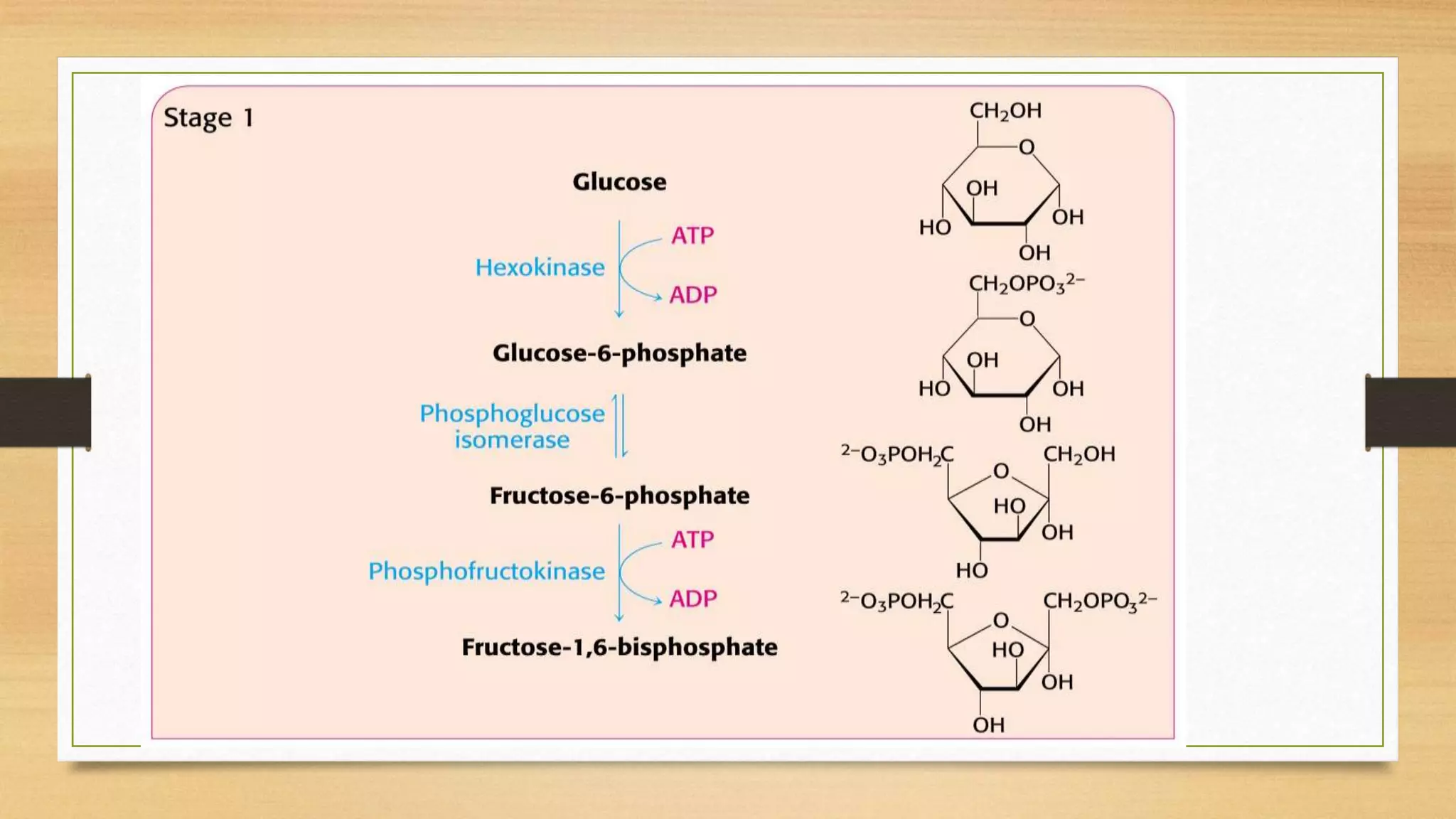 Glycolysis | PPTX