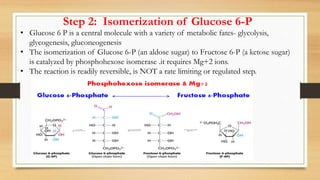 Glycolysis | PPTX