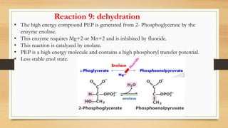 Glycolysis | PPTX