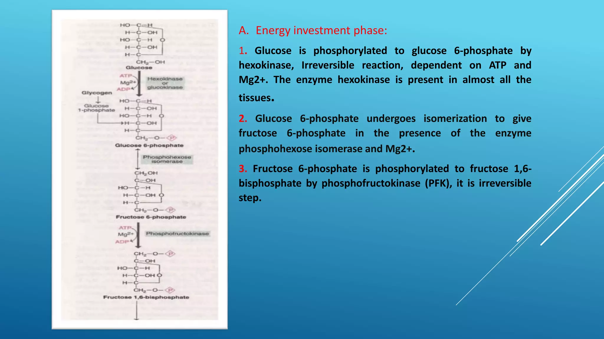 Glycolysis | PPTX | Chemistry | Science