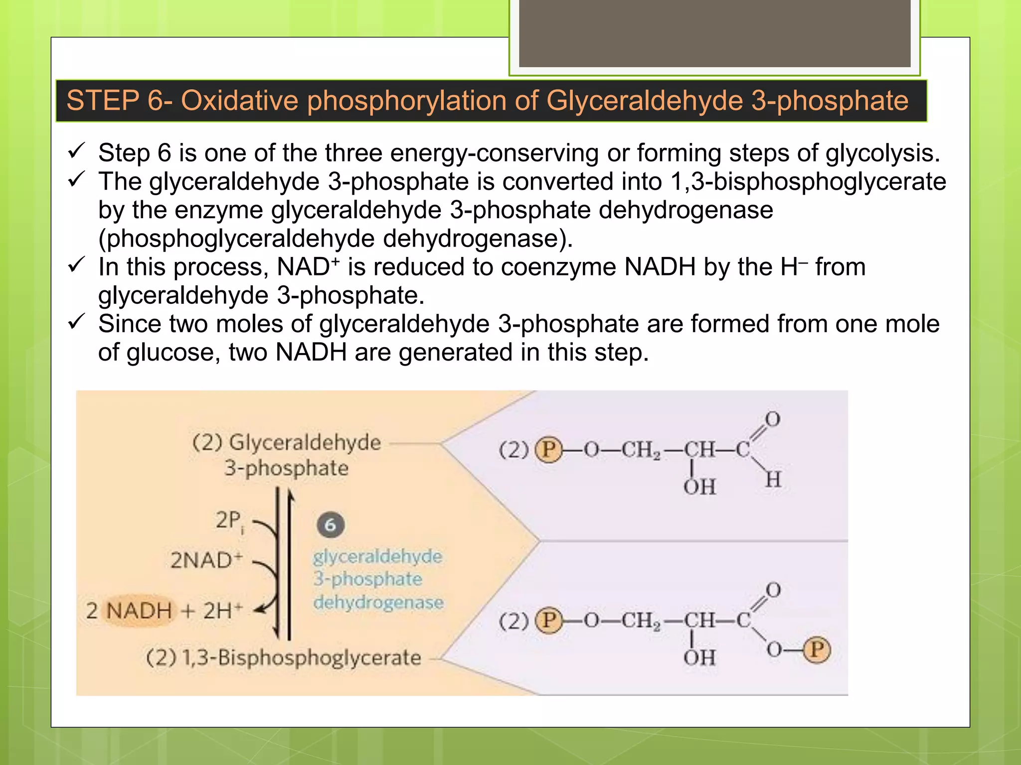 carbohydrate metabolism, Glycolysis, metabolic process of carbohydrates ...