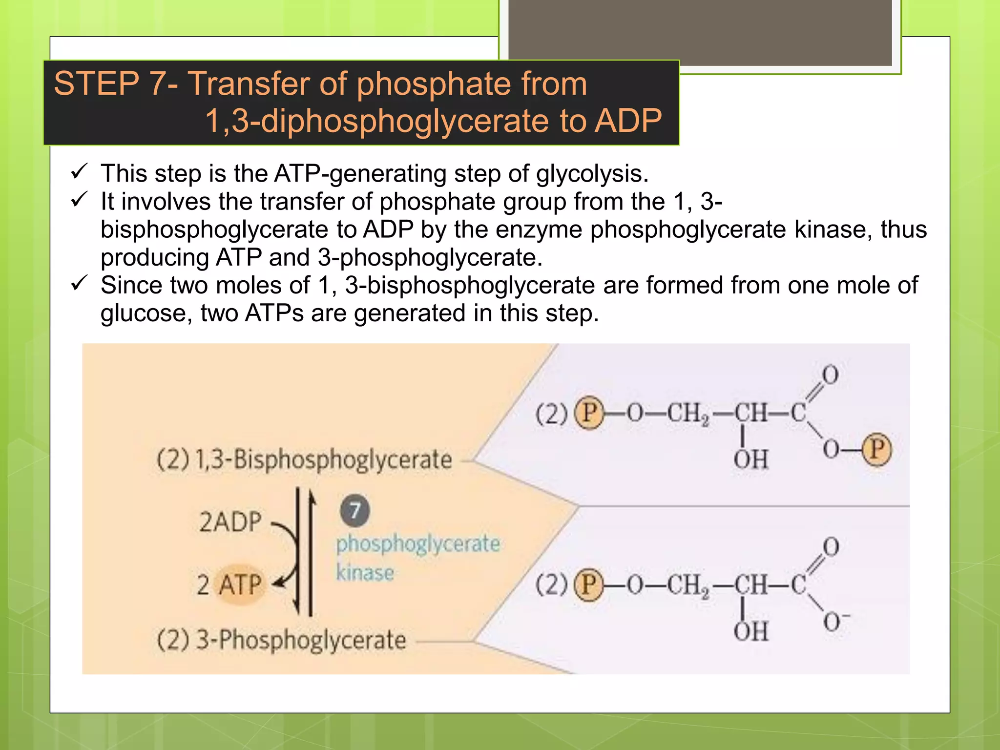 carbohydrate metabolism, Glycolysis, metabolic process of carbohydrates ...