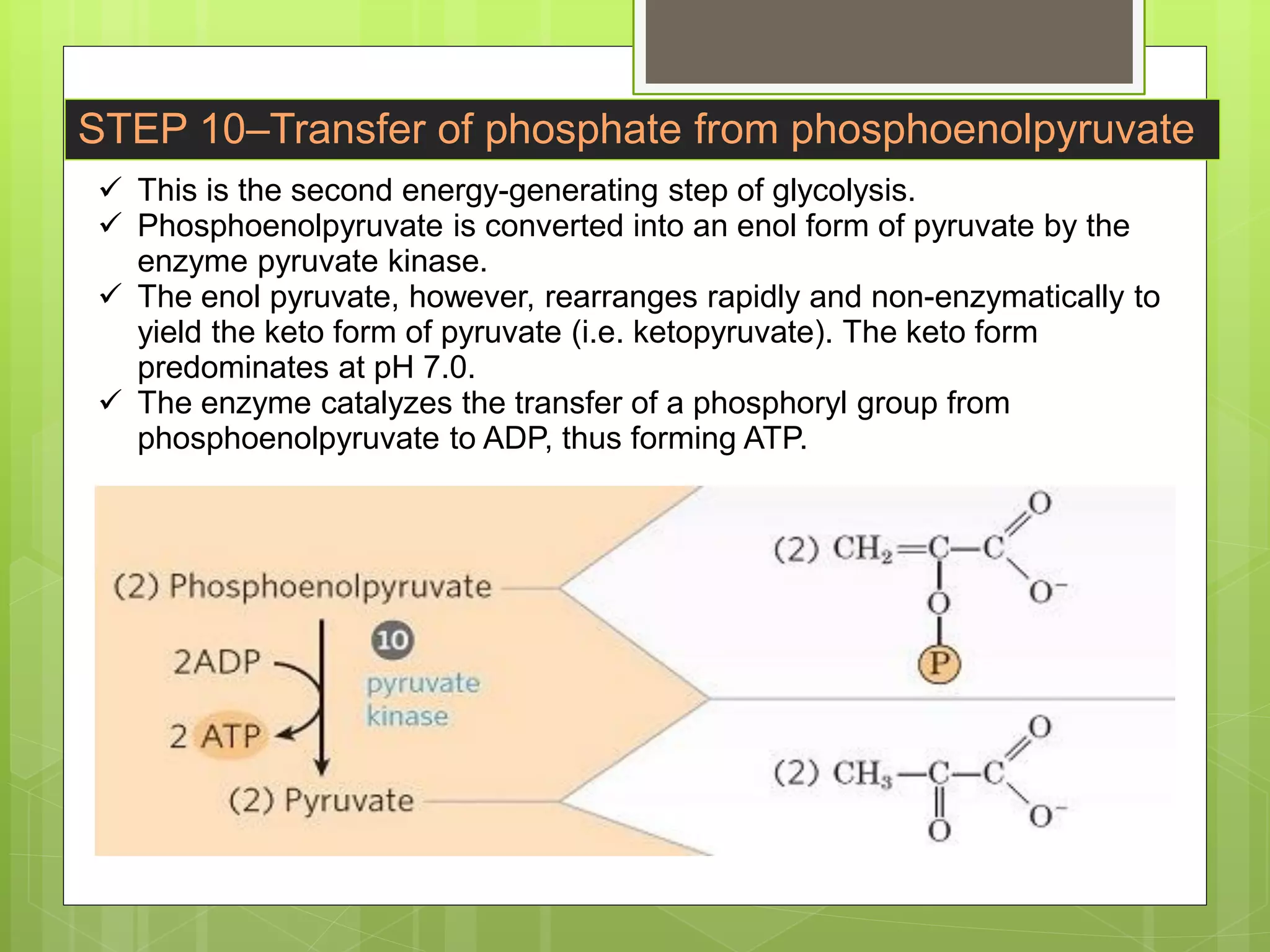 carbohydrate metabolism, Glycolysis, metabolic process of carbohydrates ...