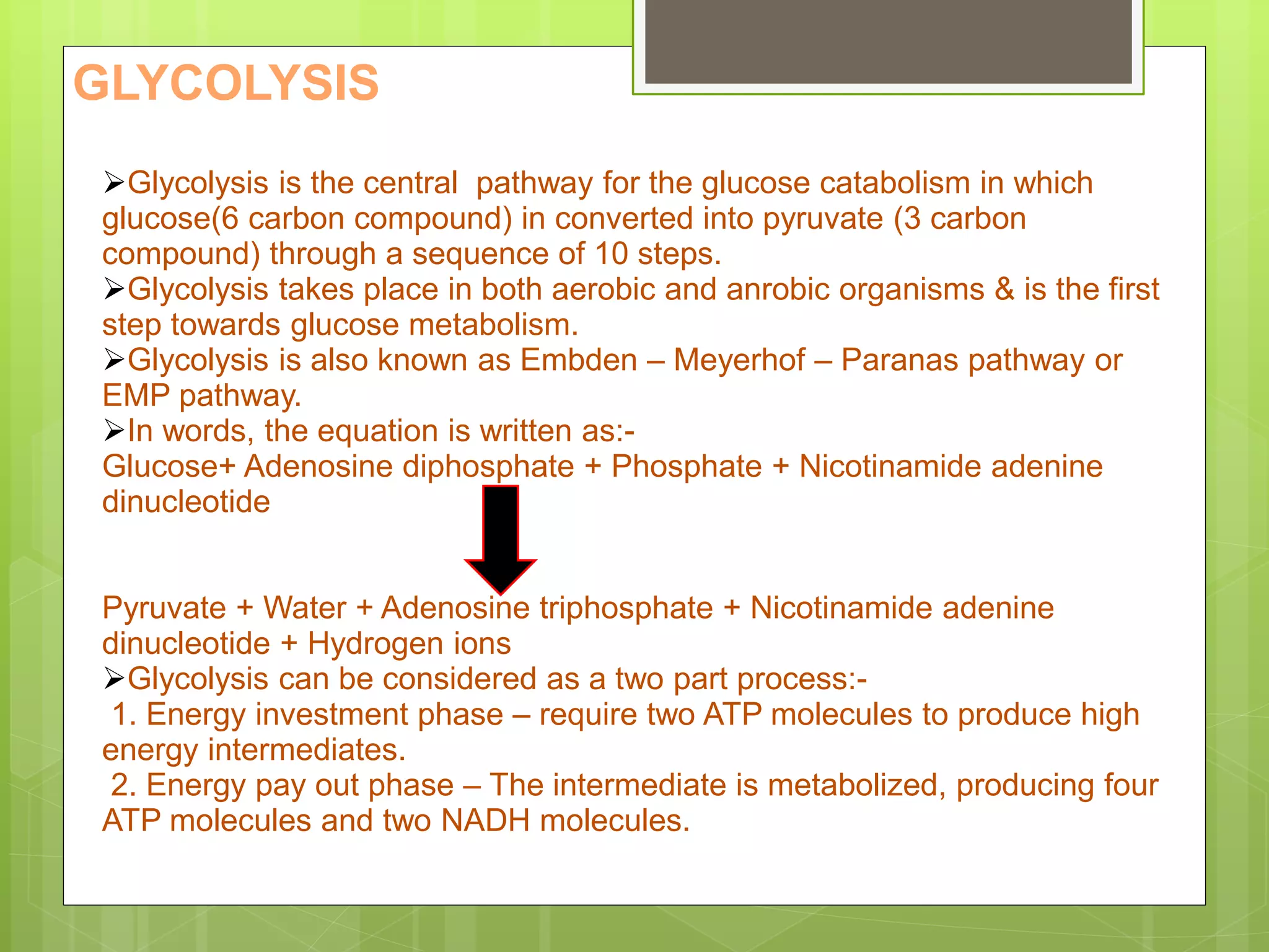 carbohydrate metabolism, Glycolysis, metabolic process of carbohydrates ...